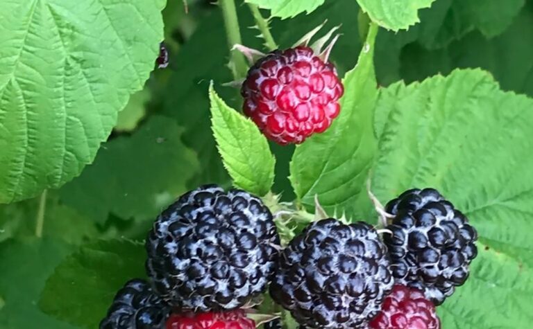 Black Raspberries (Rubus): 2020 Herb of the Year - Countryside